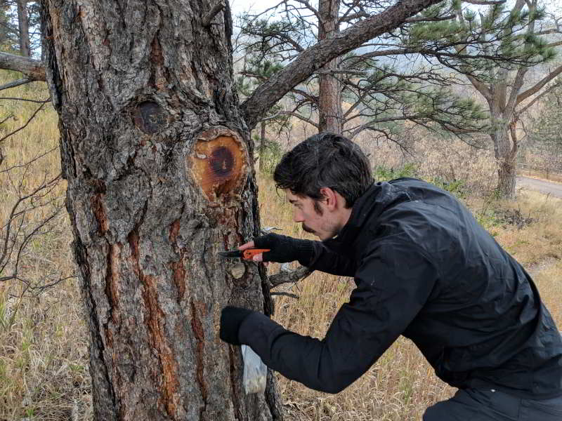 foraging ponderosa pine sap – Hook Rifle & Spade